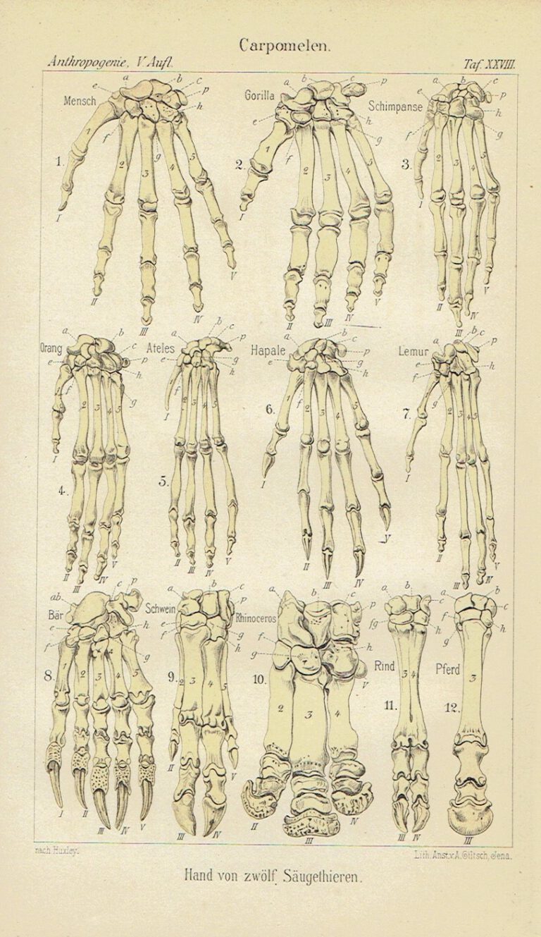 Anatomie – Comparison of human and mammal hands [1903] – SROK Ads